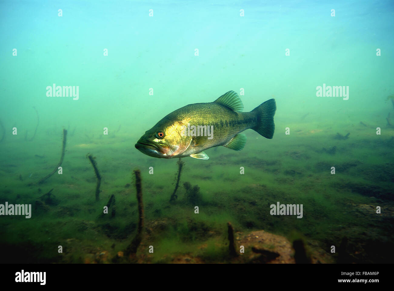 Largemouth bass underwater hi-res stock photography and images - Alamy