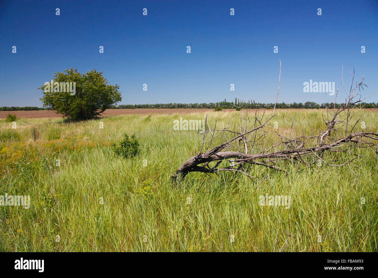 Landscape dry trees bush hi-res stock photography and images - Alamy