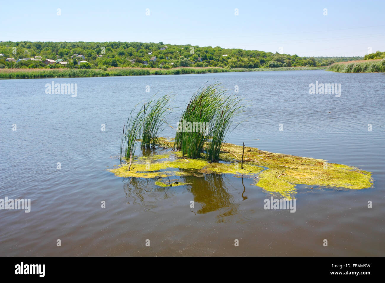 Landscape, duckweed and rushes on a river Stock Photo - Alamy