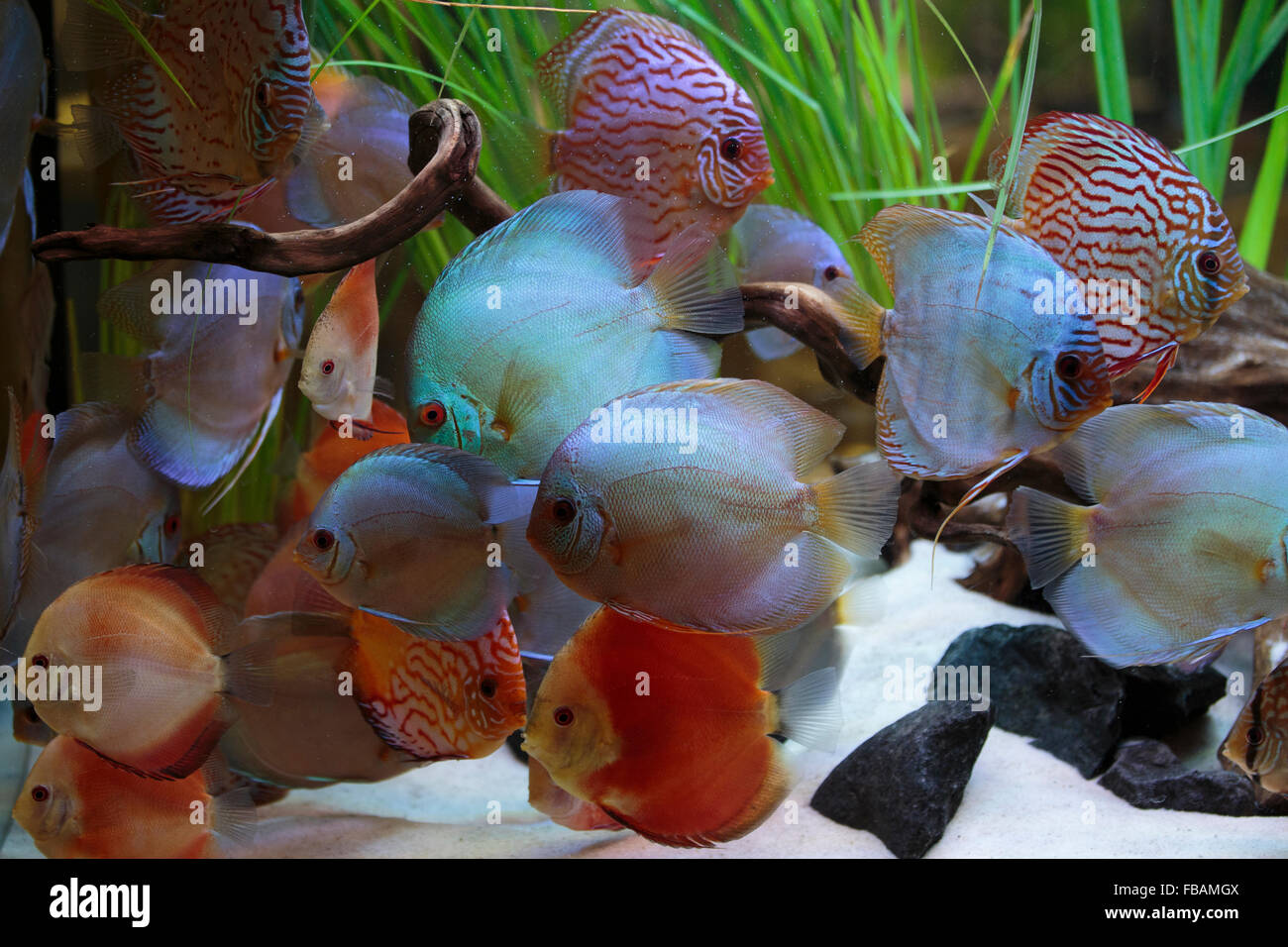 Planted aquarium with discus Stock Photo - Alamy