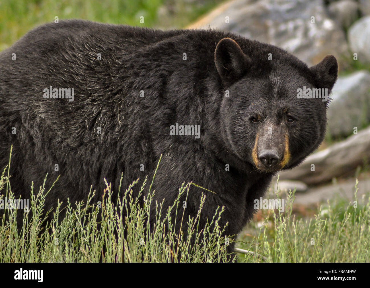 Alaskan black bear in tall grass with eye contact Stock Photo - Alamy