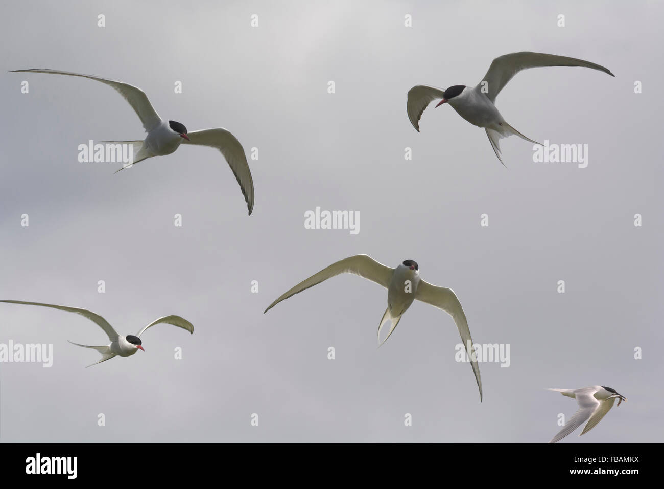 Arctic terns in flight over the Farne Islands, Northumberland England ...
