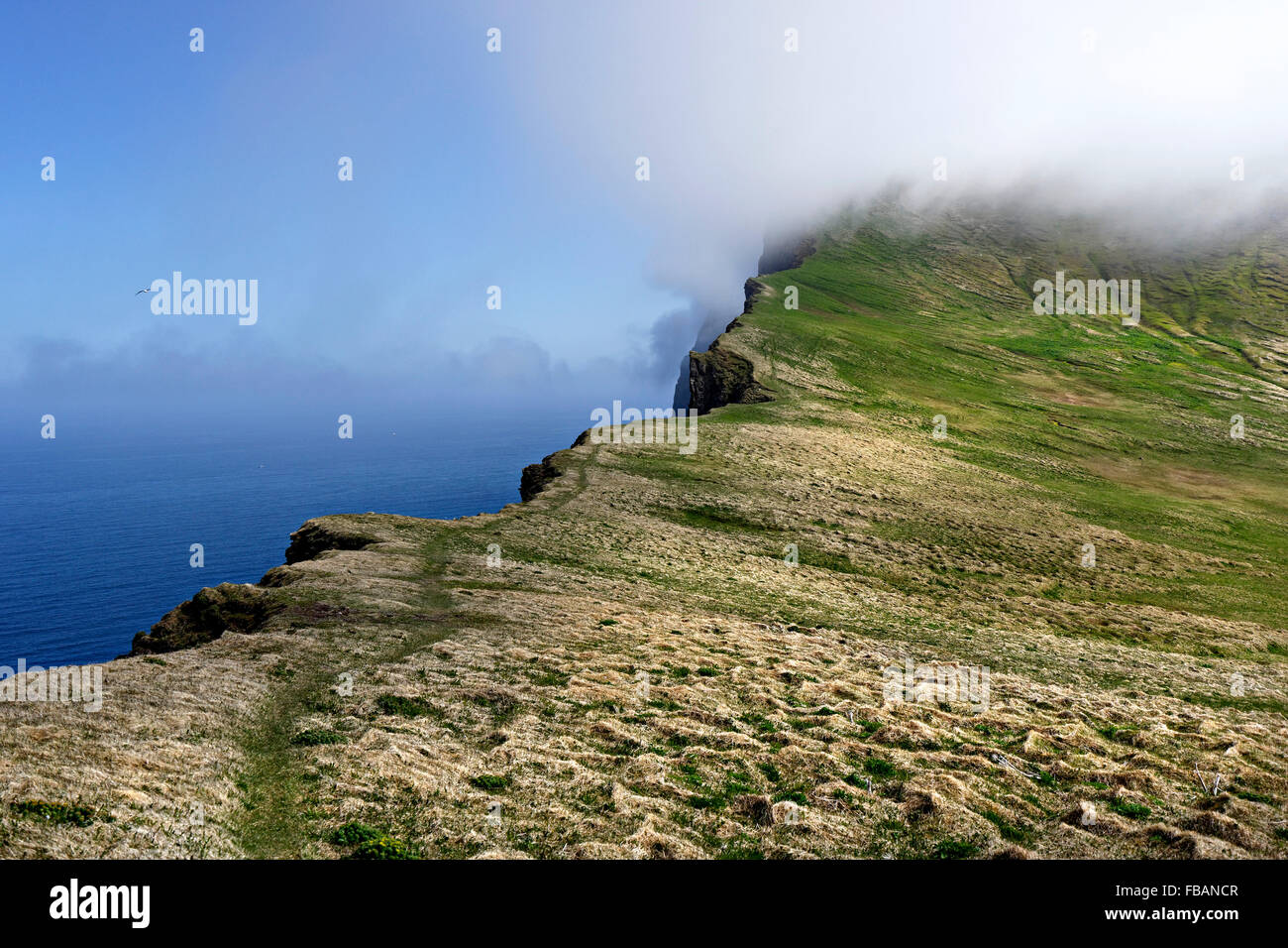 Hombjarg bird cliffs, Hornstrandir nature reserve, Westfjords, Iceland ...