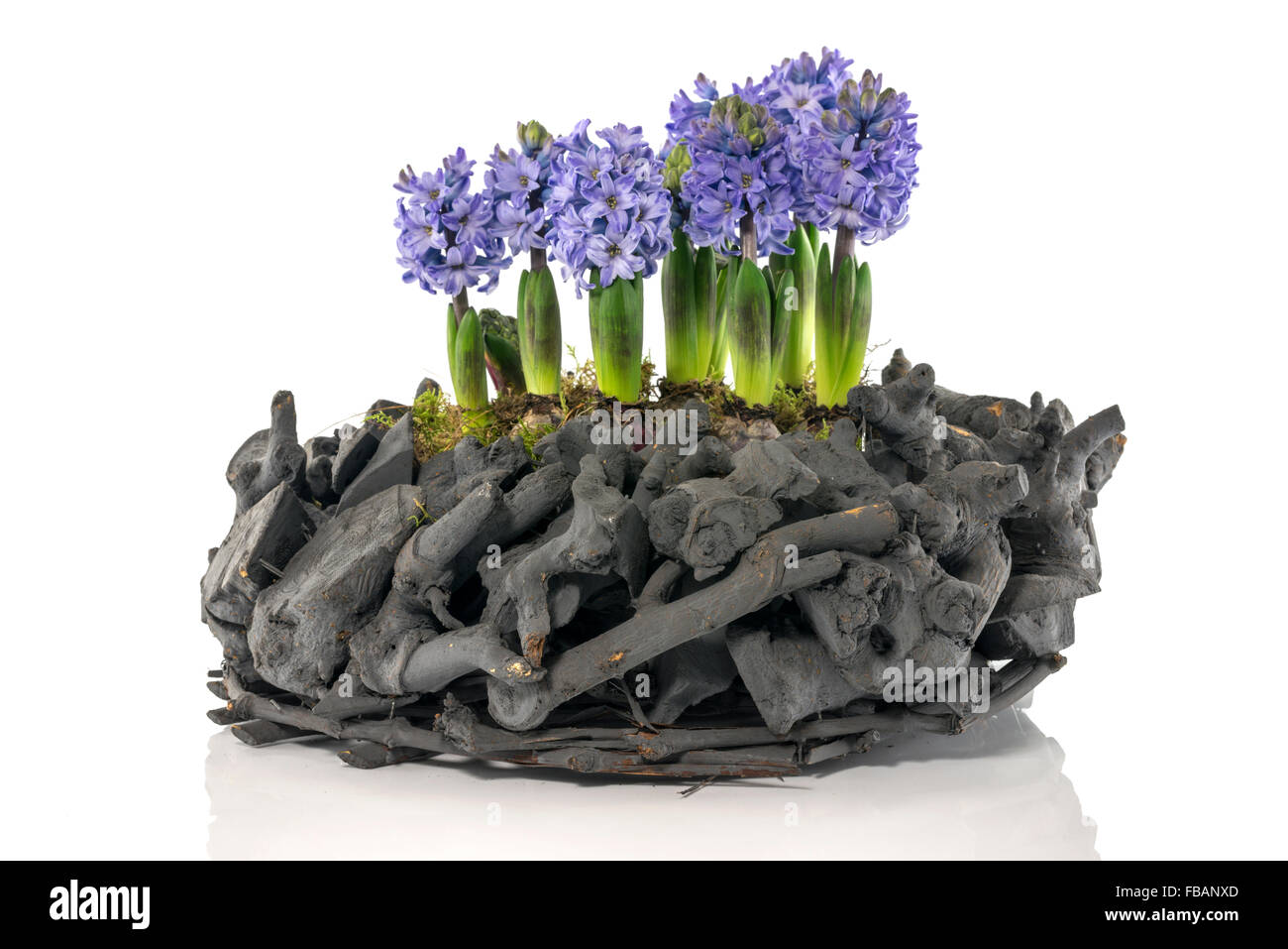 purple hyacinths on wooden structure isolated on white background Stock ...