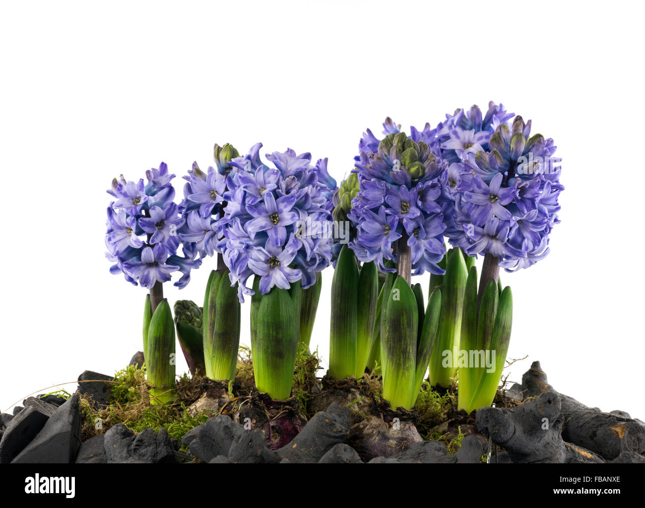 purple hyacinths on wooden structure isolated on white background Stock ...