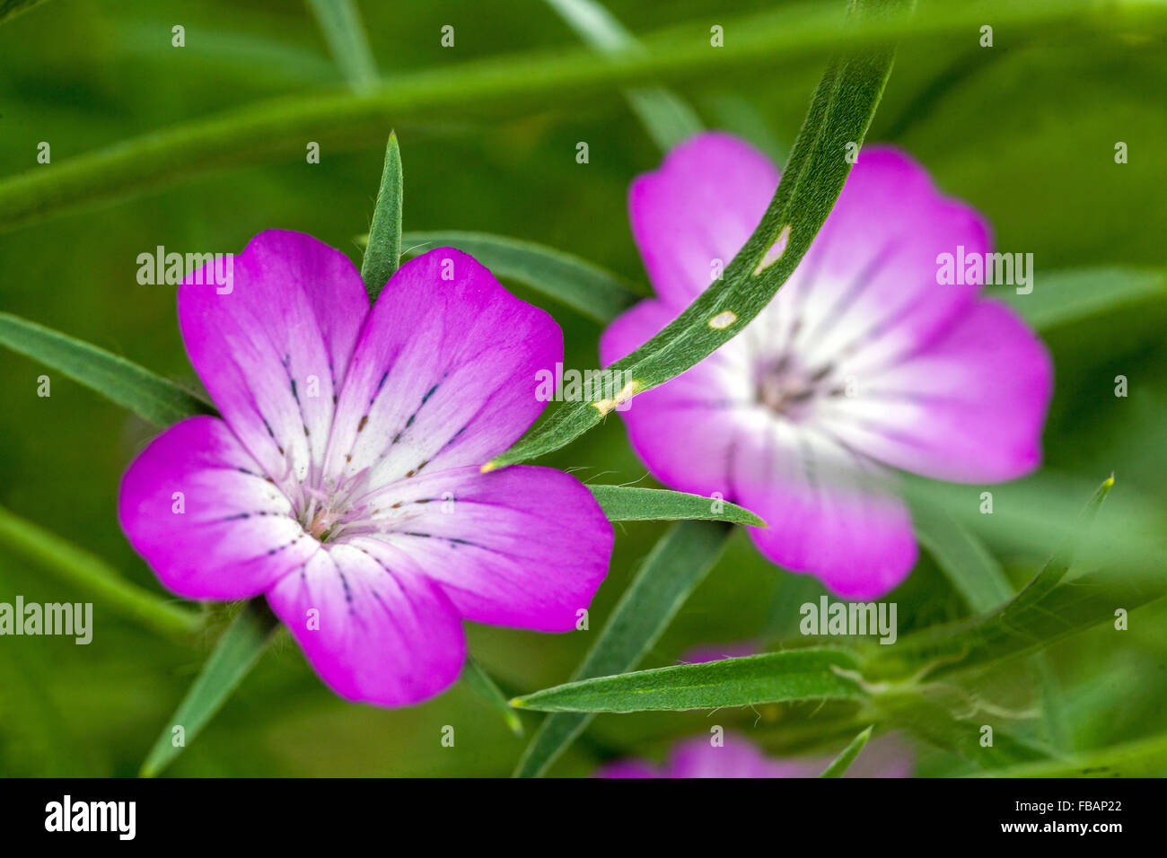 Agrostemma githago, Corn cockle purple close up flower Stock Photo - Alamy