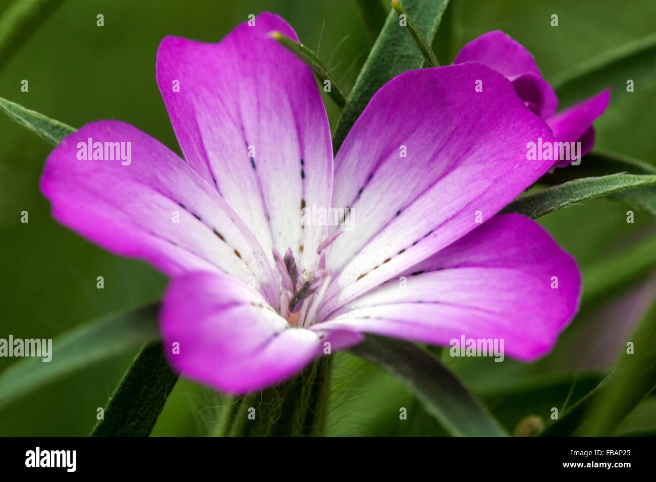 Agrostemma githago flower corn cockle close up Agrostemma flower pink ...