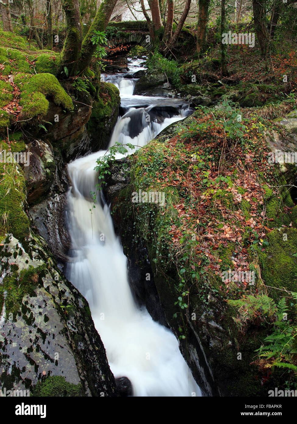 Stream at Hafod Estate Stock Photo - Alamy