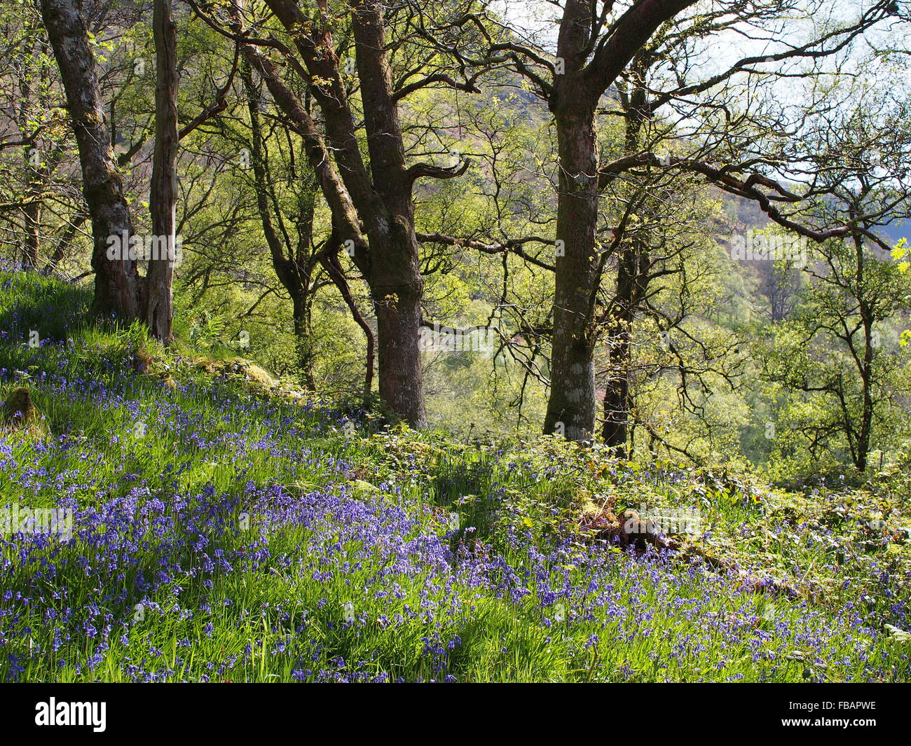 Bluebells wales hi-res stock photography and images - Alamy
