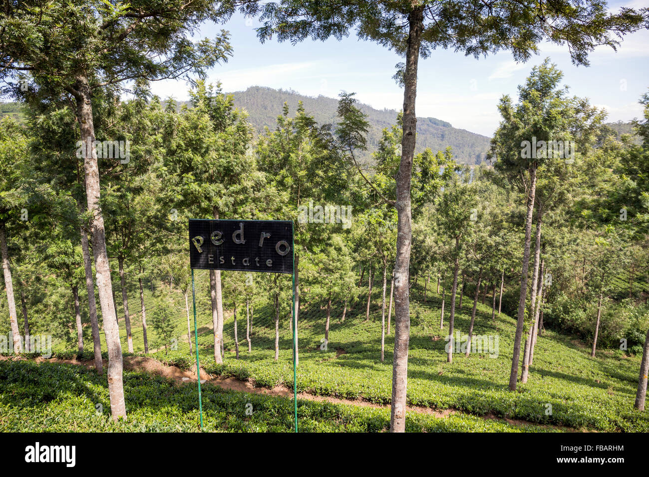 Nuwara Eliya Pedro Tea Estate tea factory, Sri Lanka, Asia Stock Photo ...