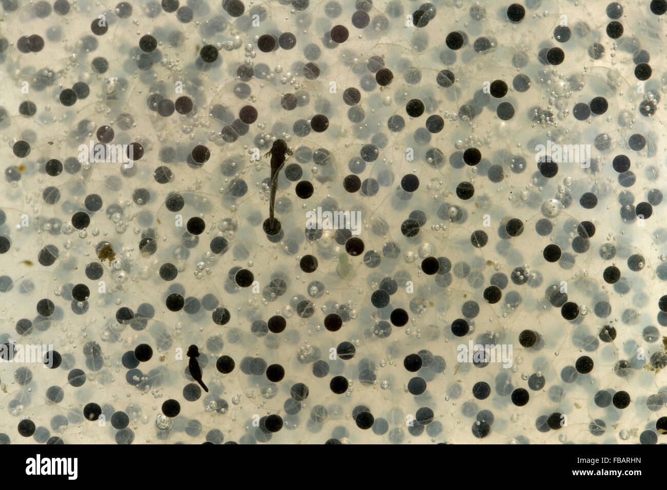 Developing frogspawn hi-res stock photography and images - Alamy