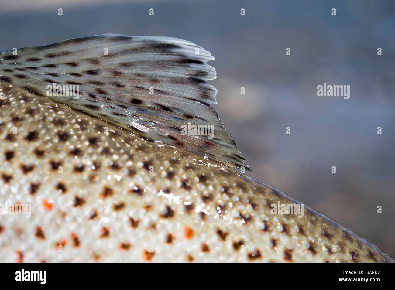 Close-up shot of the spots and dorsal fin of a German brown trout Stock ...