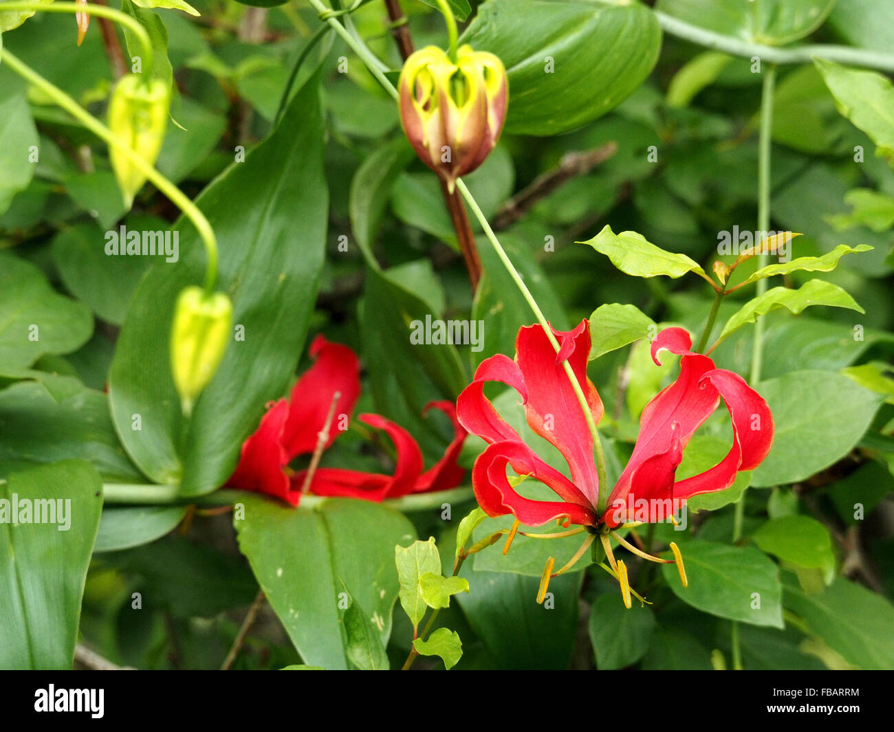 Flame lily gloriosa superba hi-res stock photography and images - Alamy