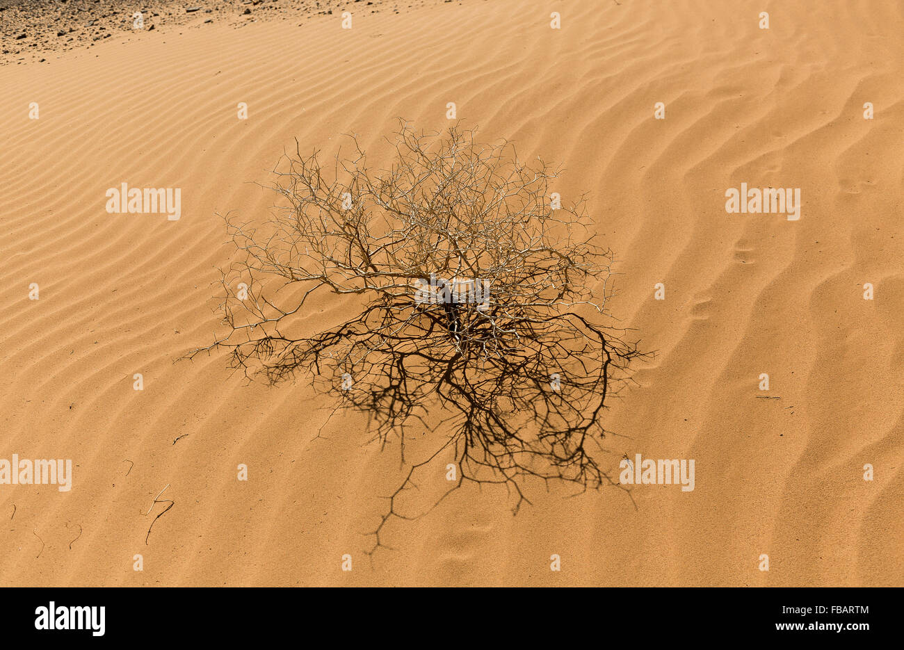 Tree growing in desert hi-res stock photography and images - Alamy
