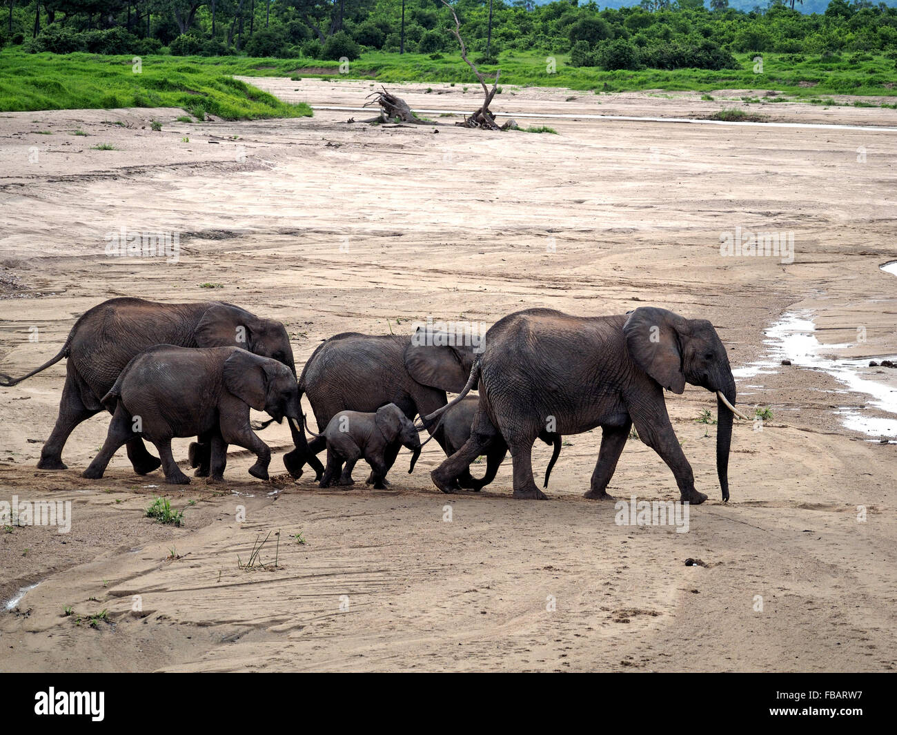 herd of African elephants (Loxodonta Africana) rushing across dried up ...