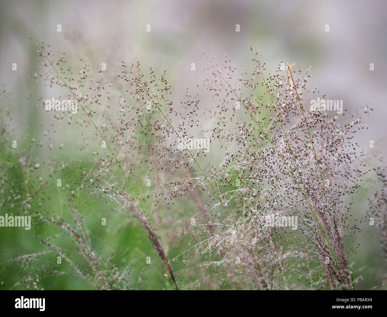 Savannah Grass Seed | Tall Grass Savannah – LLLYFS