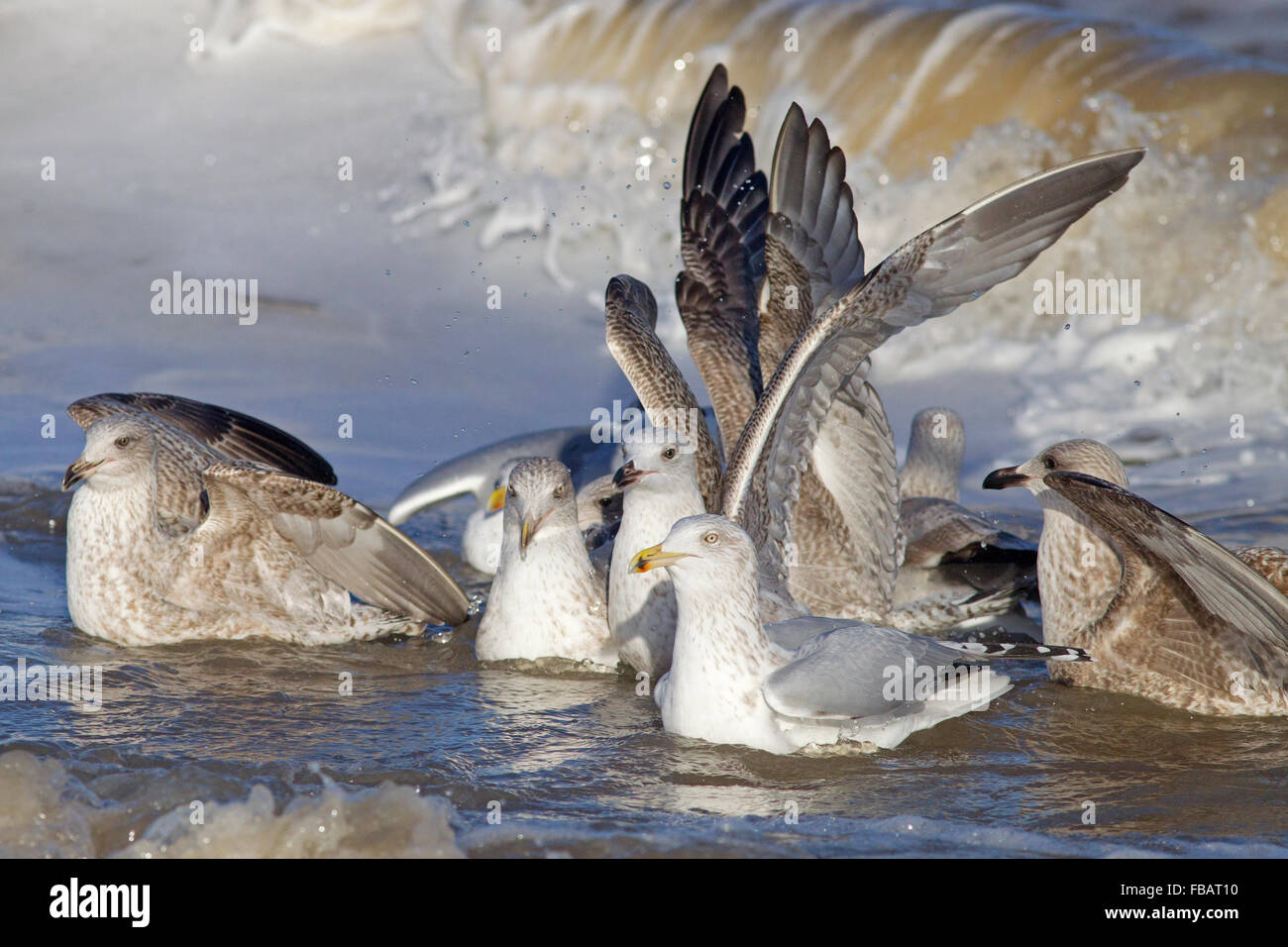 Large sea birds hi-res stock photography and images - Alamy