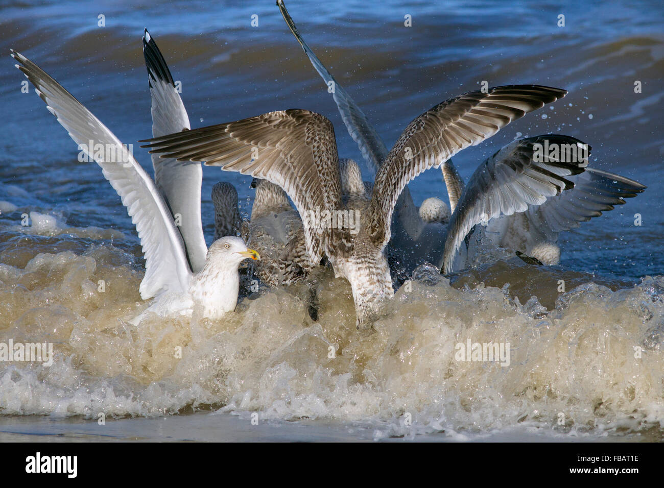 Large sea birds hi-res stock photography and images - Alamy