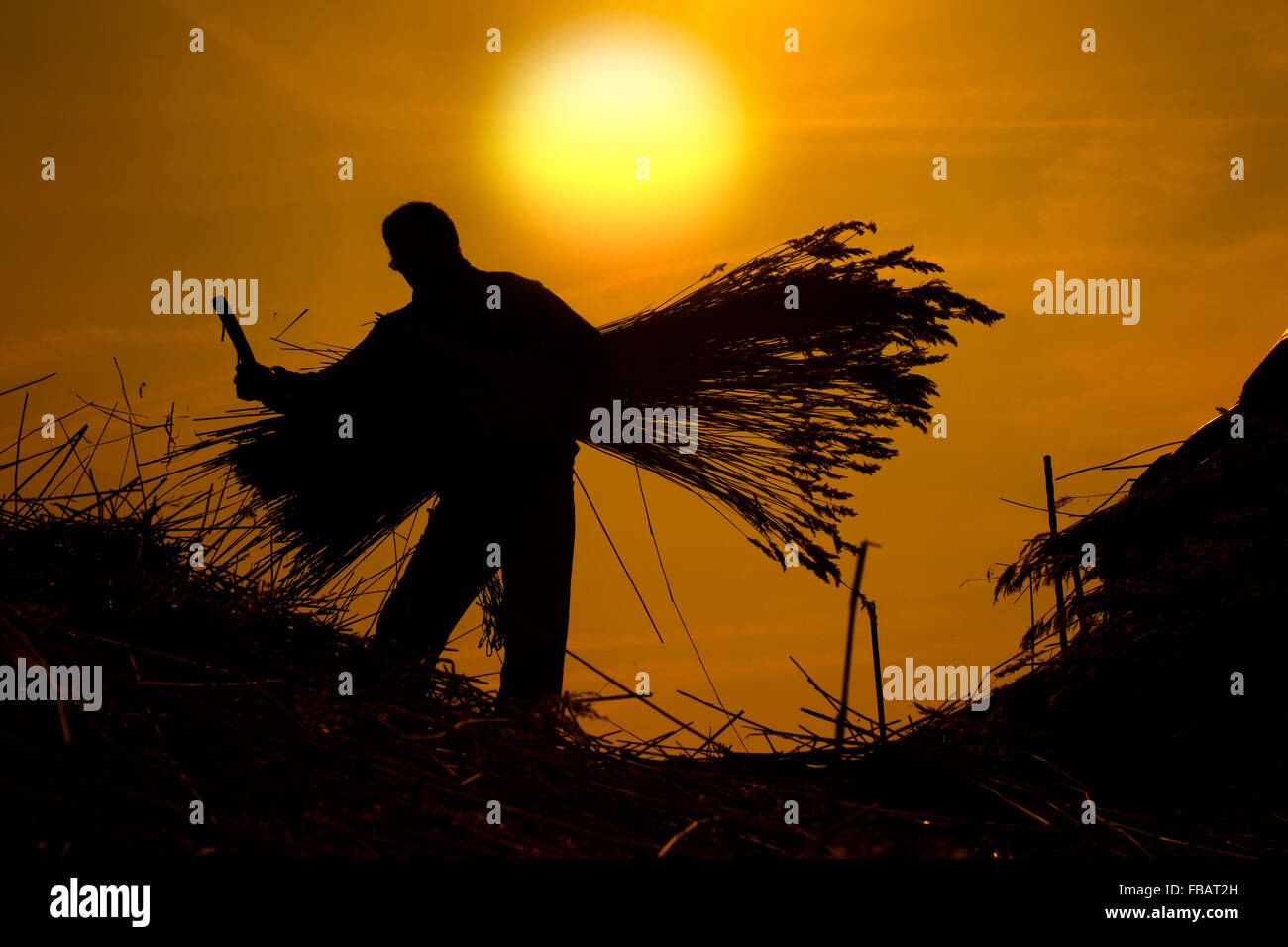 Harvesting reeds hi-res stock photography and images - Alamy