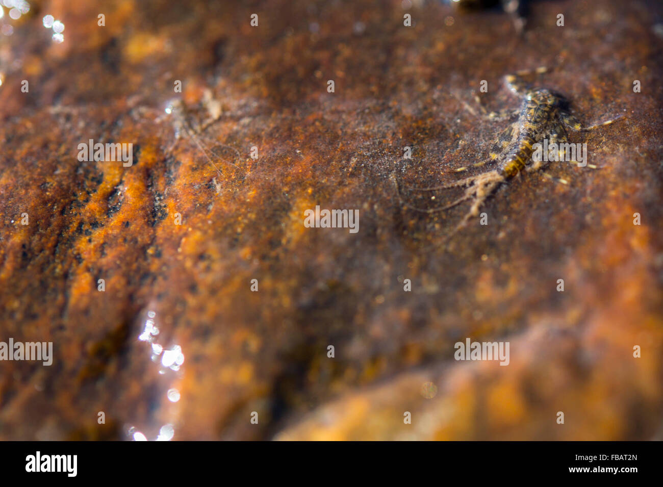 Mayfly nymph on a stone in a trout river in Colorado Stock Photo - Alamy