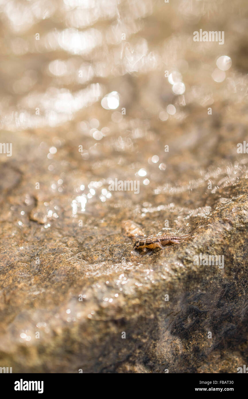Close up of a mayfly nymph on a rock Stock Photo - Alamy
