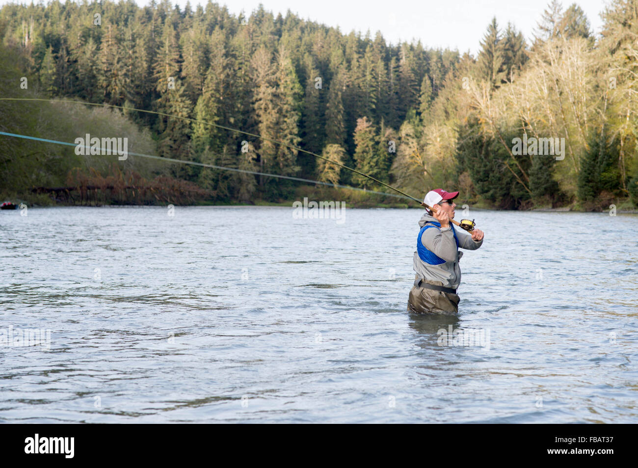Male angler fly fishing in a river on the Olympic Peninsula in ...