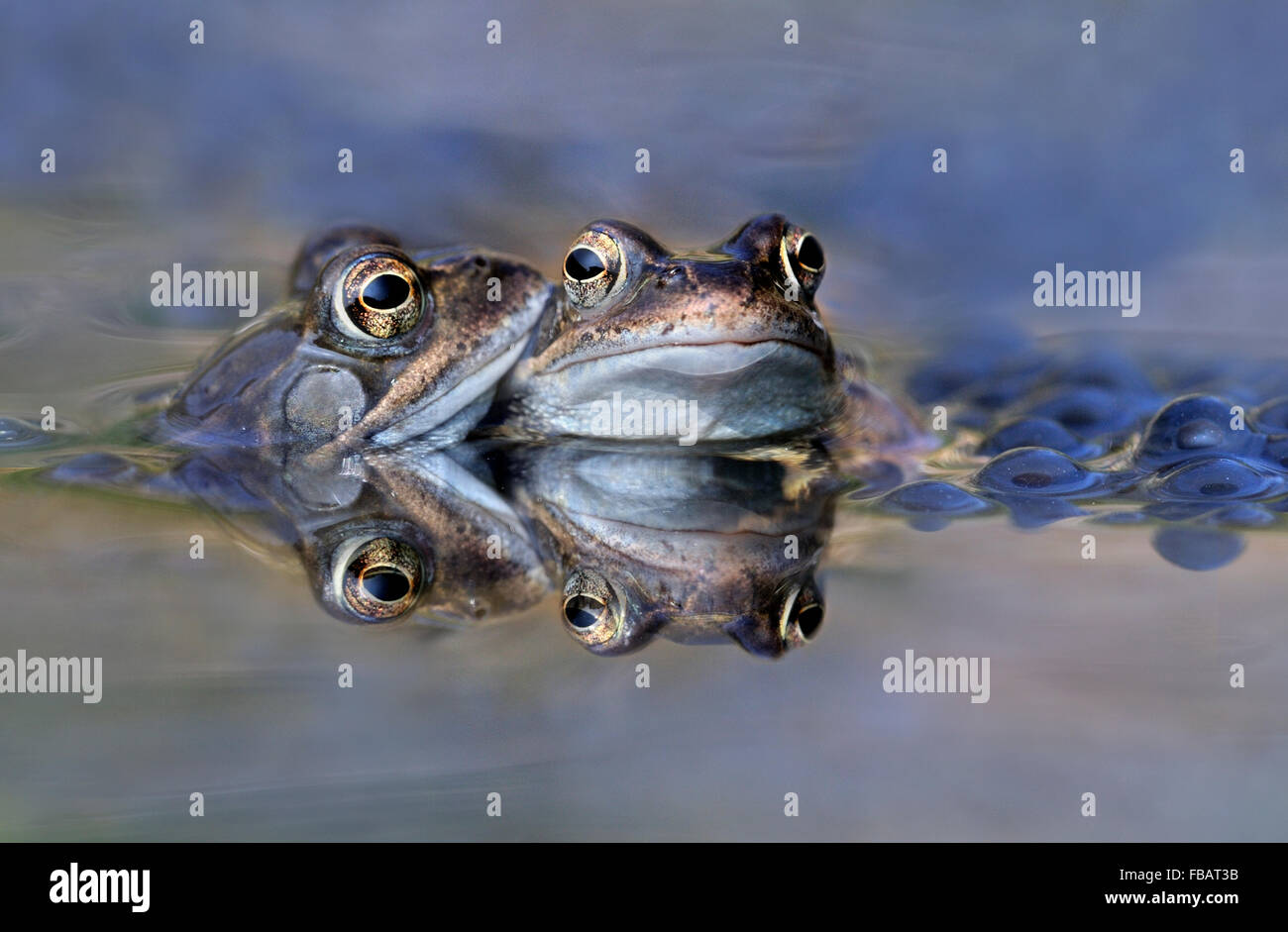 Adult common frog pair (Rana temporaria) in garden pond, surrounded by ...