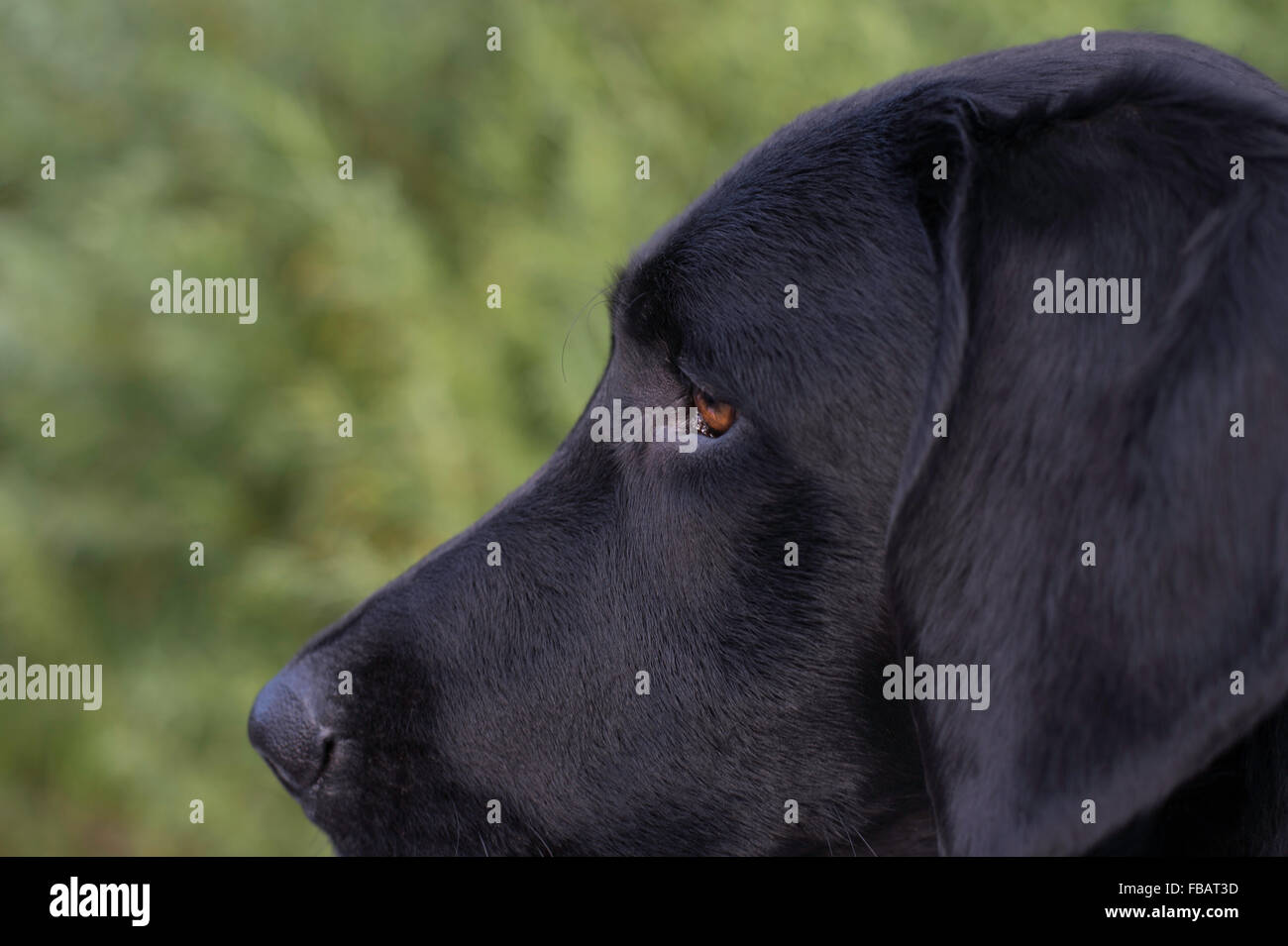 Close up portrait of a pure breed Black Labrador Stock Photo - Alamy