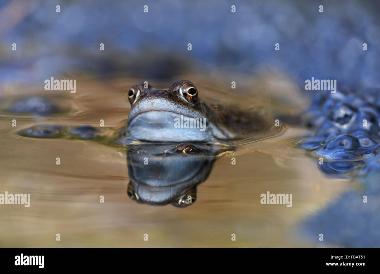 Adult common frogs mating (Rana temporaria) in garden pond with female ...