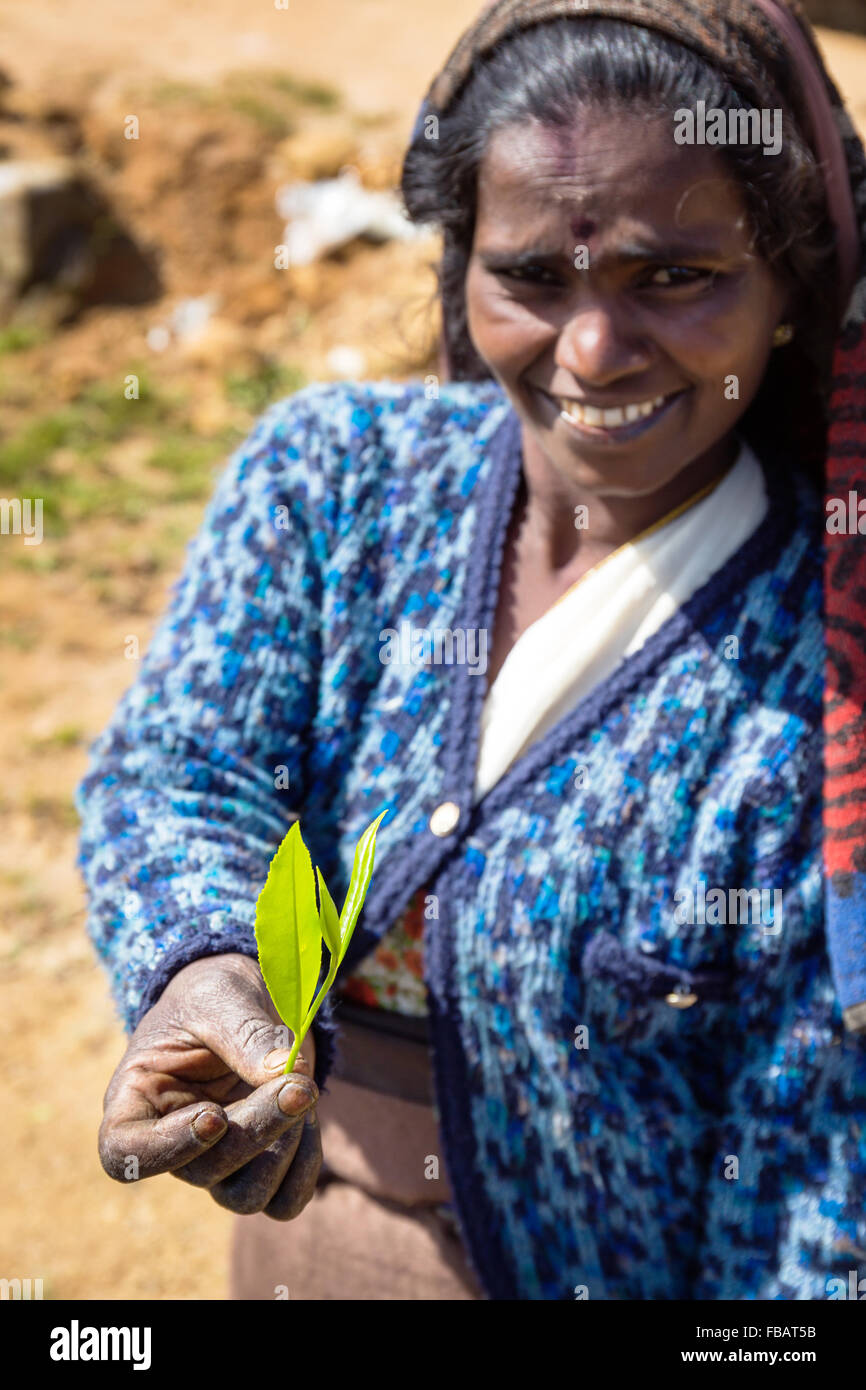 Tamil Tea Picker's hand clutching just plucked leaves. (Camellia ...