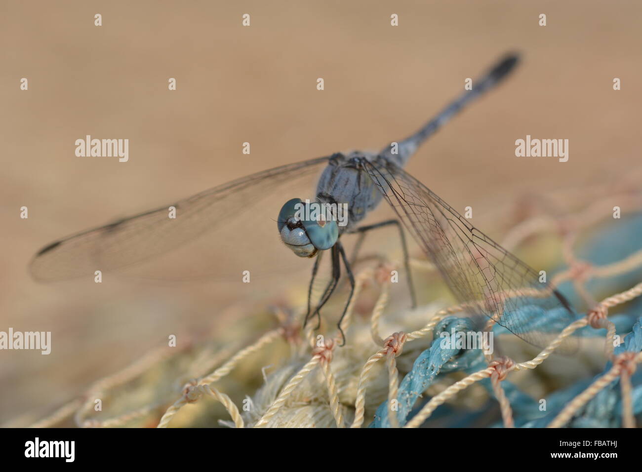 Blue eyes white dragon hi-res stock photography and images - Alamy
