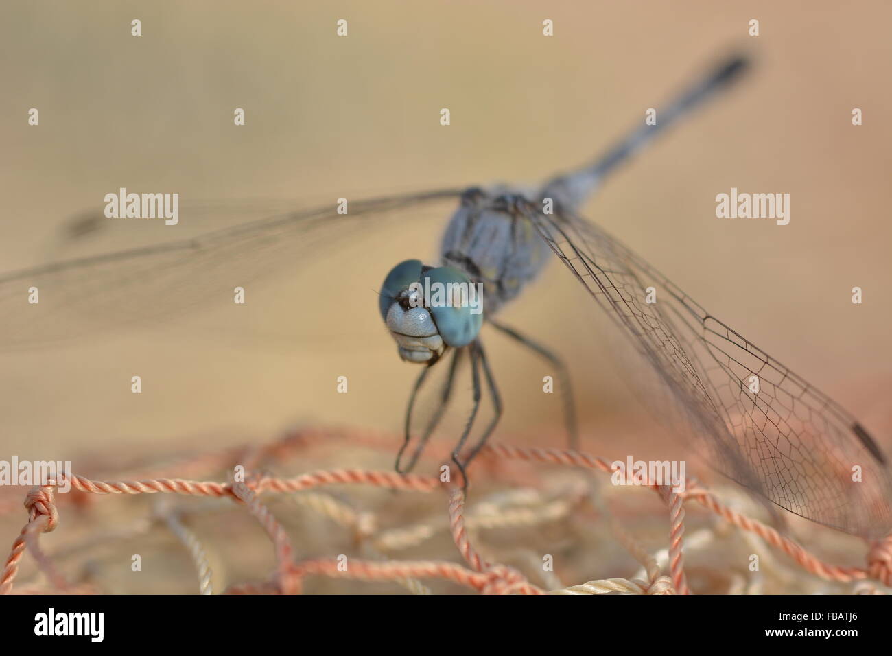 Blue eyes white dragon hi-res stock photography and images - Alamy
