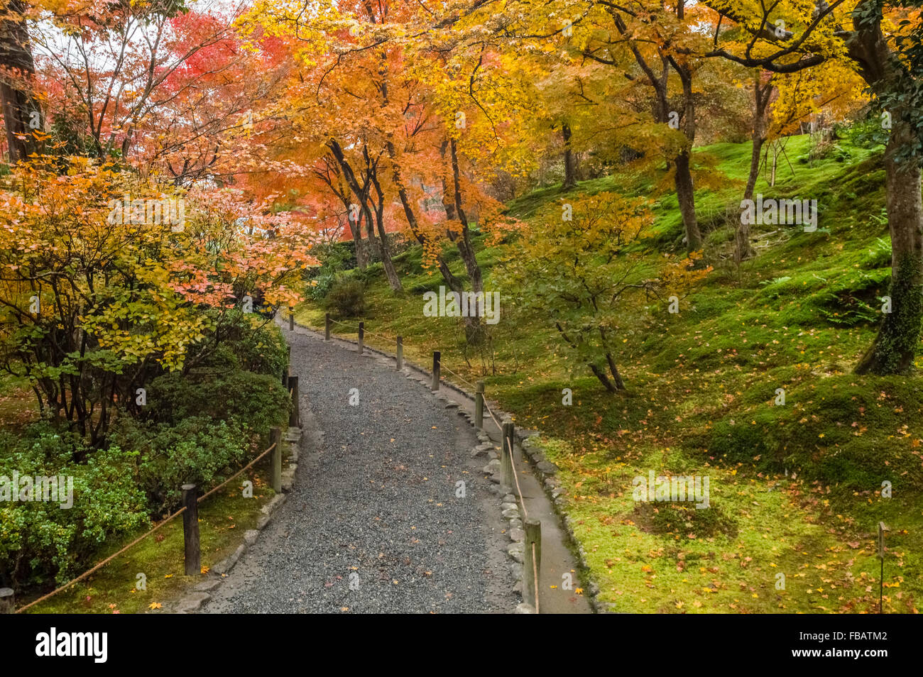 Autumn View of Trees in Kyoto, Japan Stock Photo - Alamy