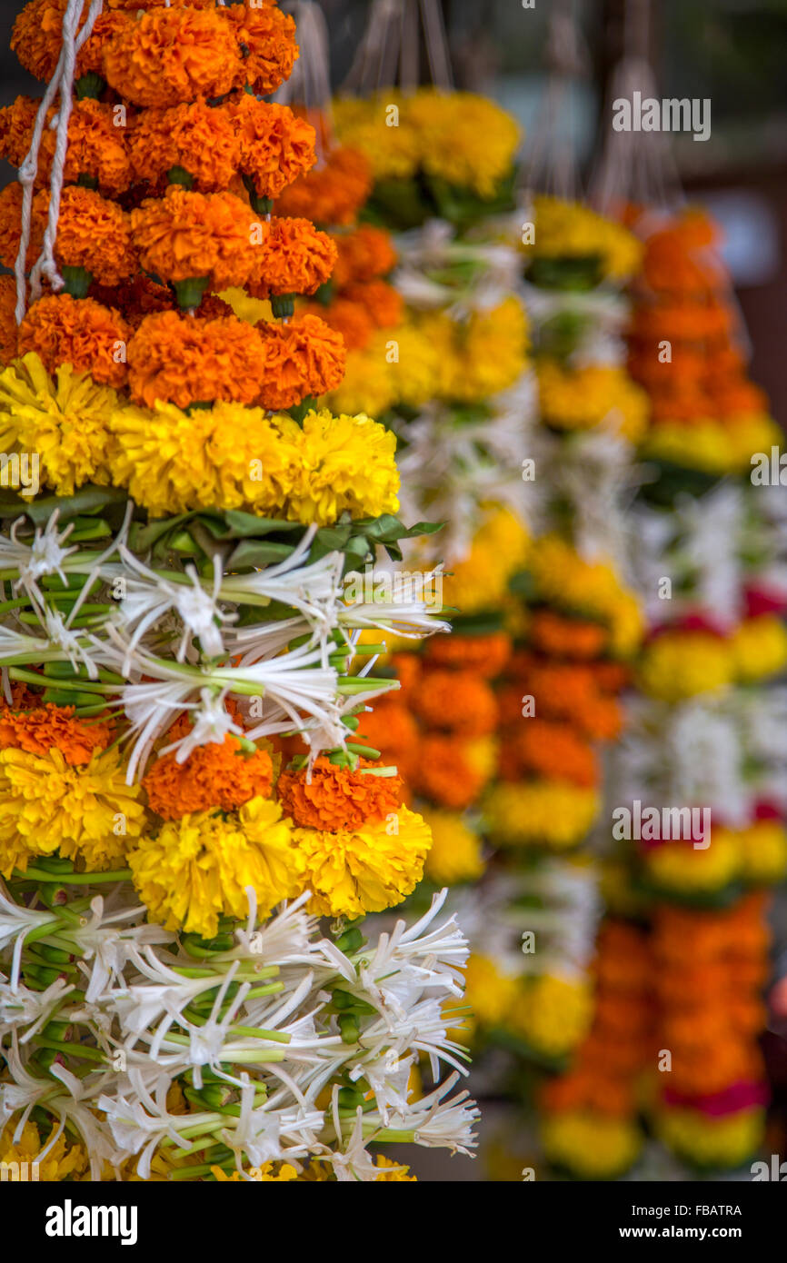 Marigold flower in Mumbai, India Stock Photo - Alamy