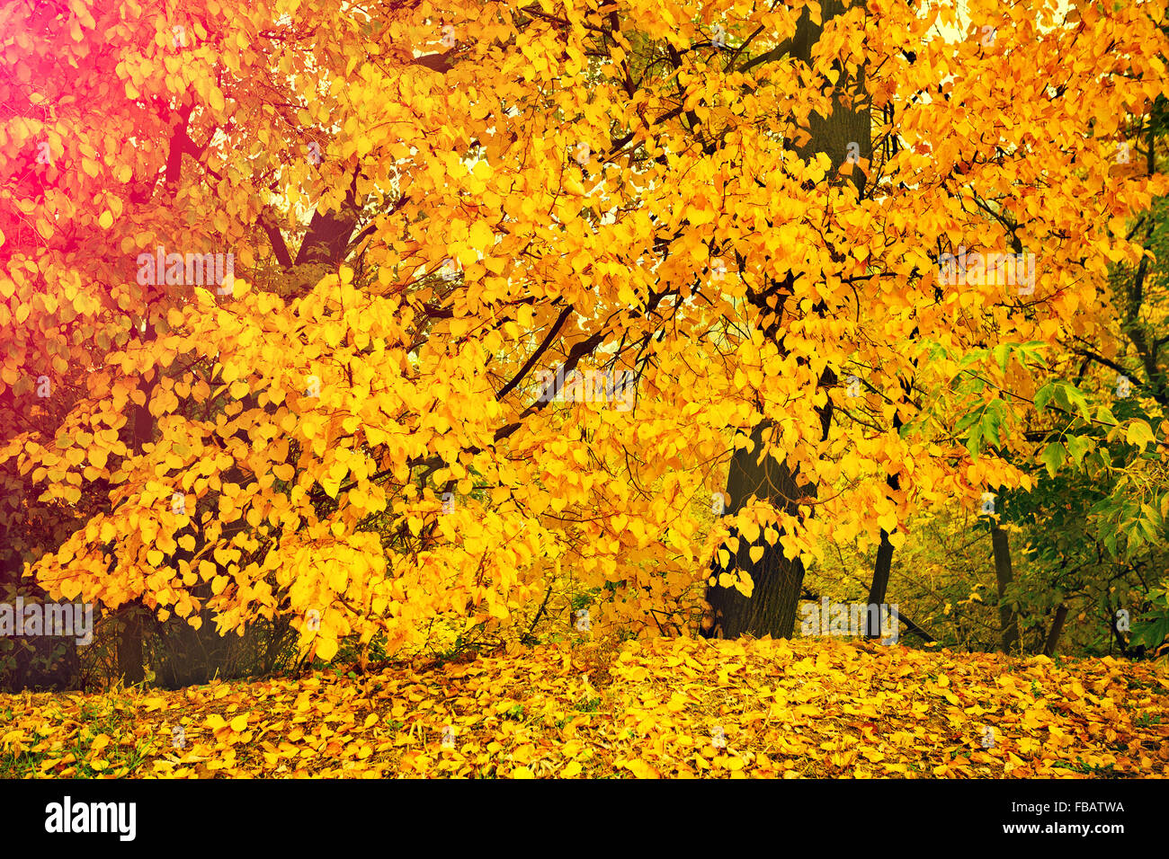 Park autumn fall tree hi-res stock photography and images - Alamy