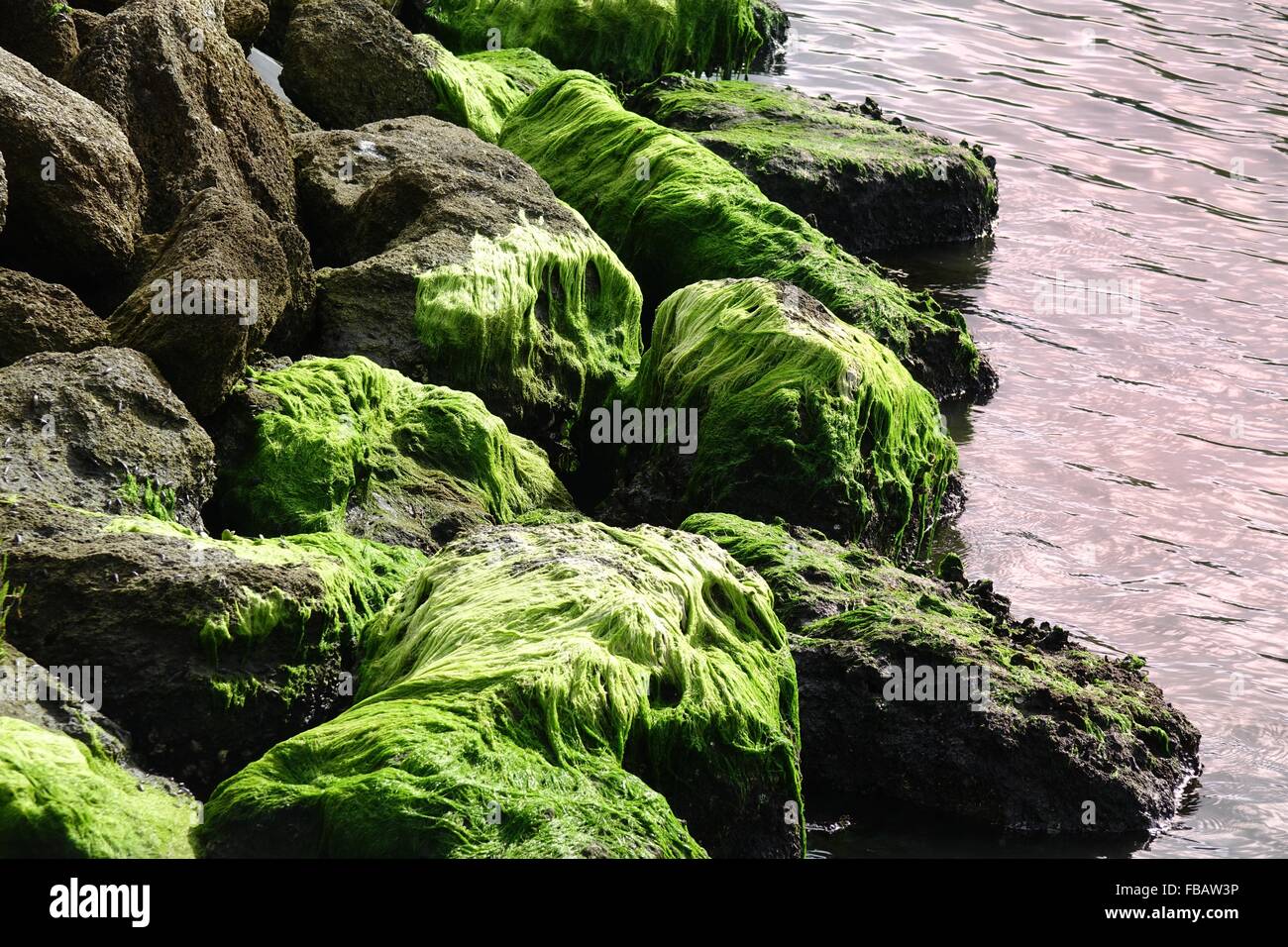 Algae growing on rocks along the Halifax River, Florida Stock Photo - Alamy