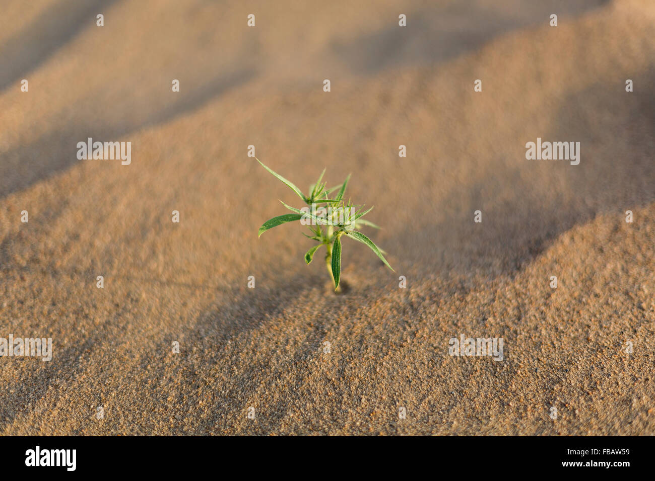 Gobi Desert Plants Names