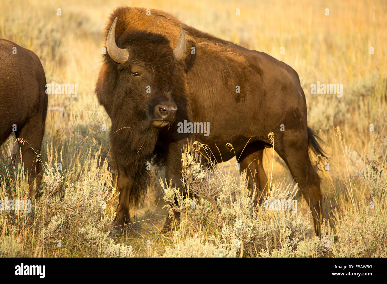 Single large bison, side view, standing in the sagebrush plains of the ...