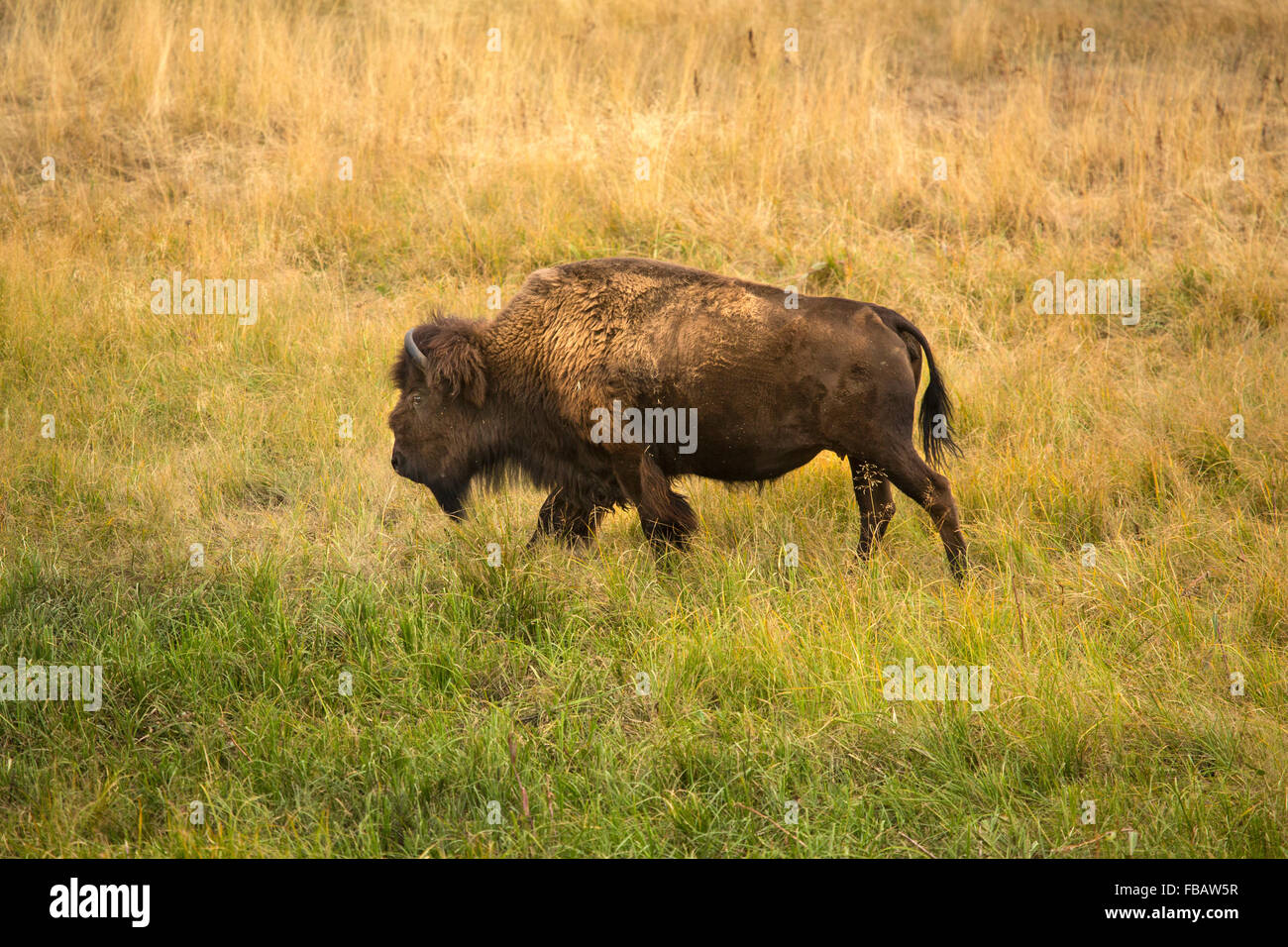 Single large bison, side view, walking in the sagebrush plains of the ...