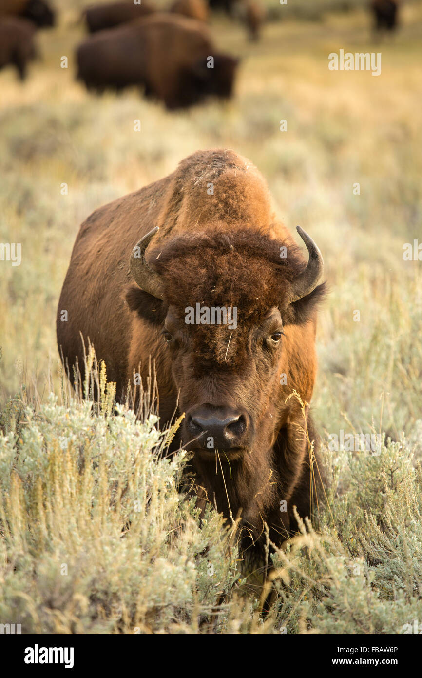 American Bison Face