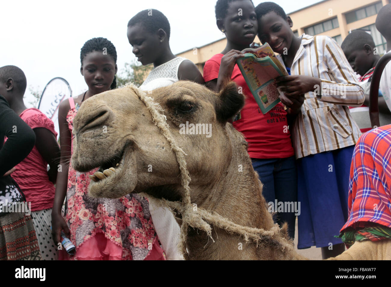 Kampala, Uganda. 12th January, 2016. A camel lies as students line up ...