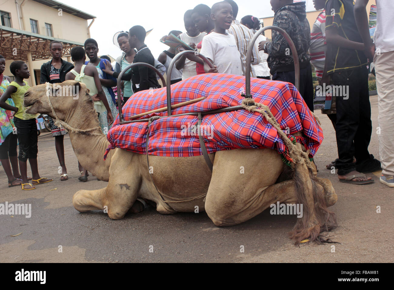 Kampala, Uganda. 12th January, 2016. Students admire in awe as a camel ...