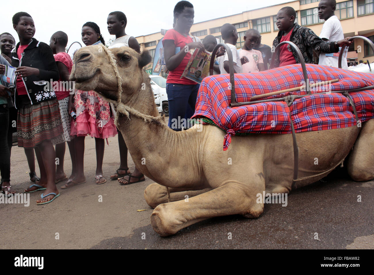 Kampala, Uganda. 12th January, 2016. A camel lies as students line up ...