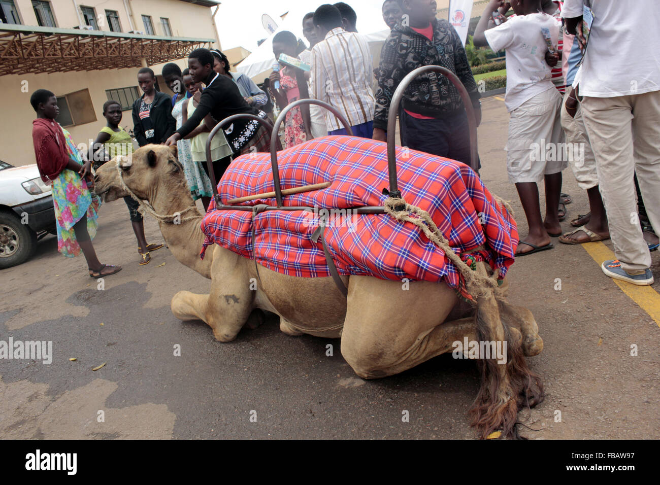Kampala, Uganda. 13th January, 2016. Students admire in awe as a camel ...