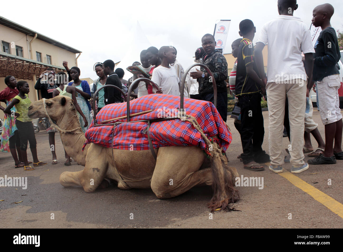 Kampala, Uganda. 13th January, 2016. Students admire in awe as a camel ...