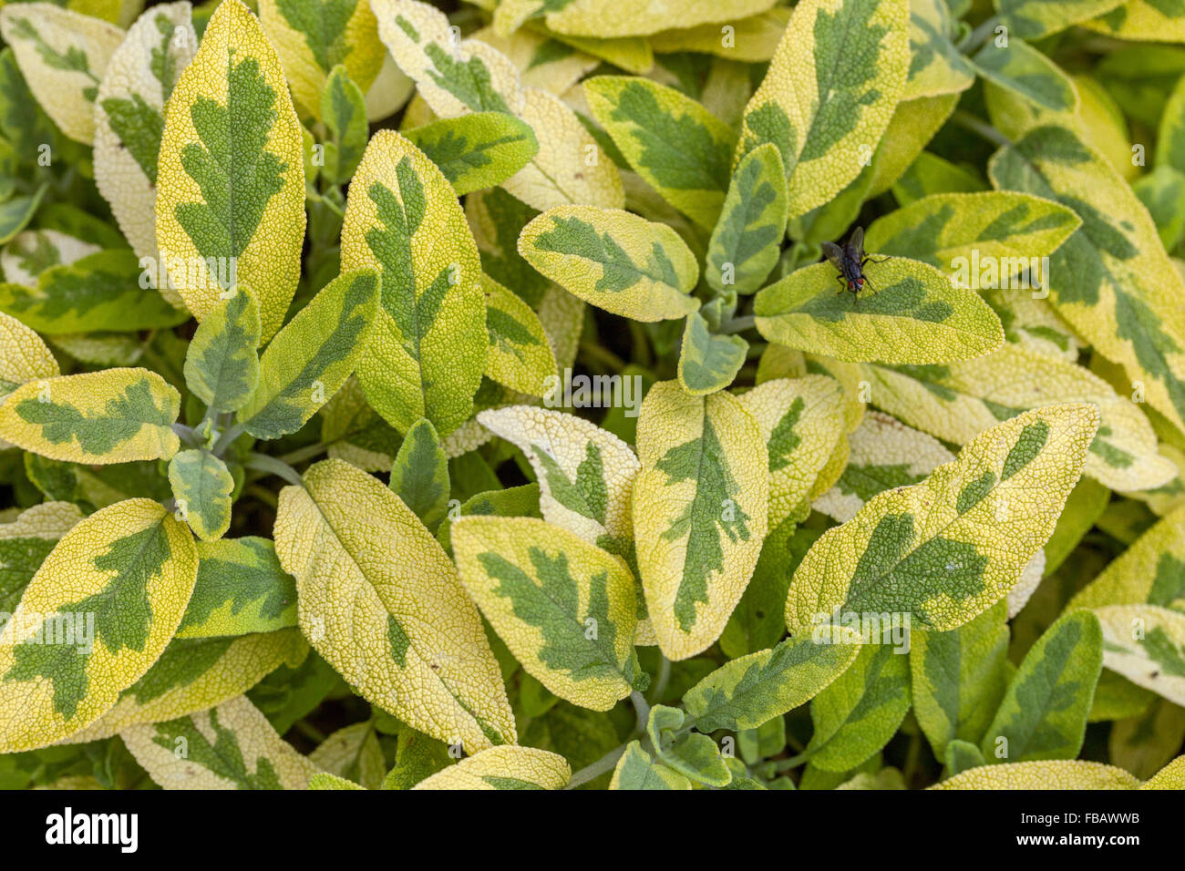 Ornamental sage hi-res stock photography and images - Alamy