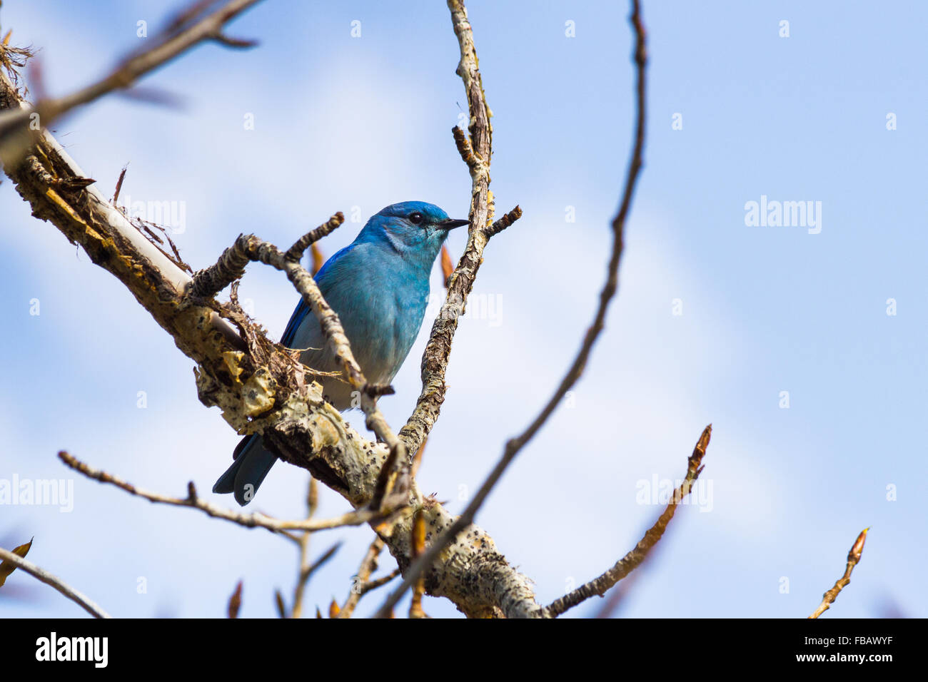 Mountain bluebird spring hi-res stock photography and images - Alamy