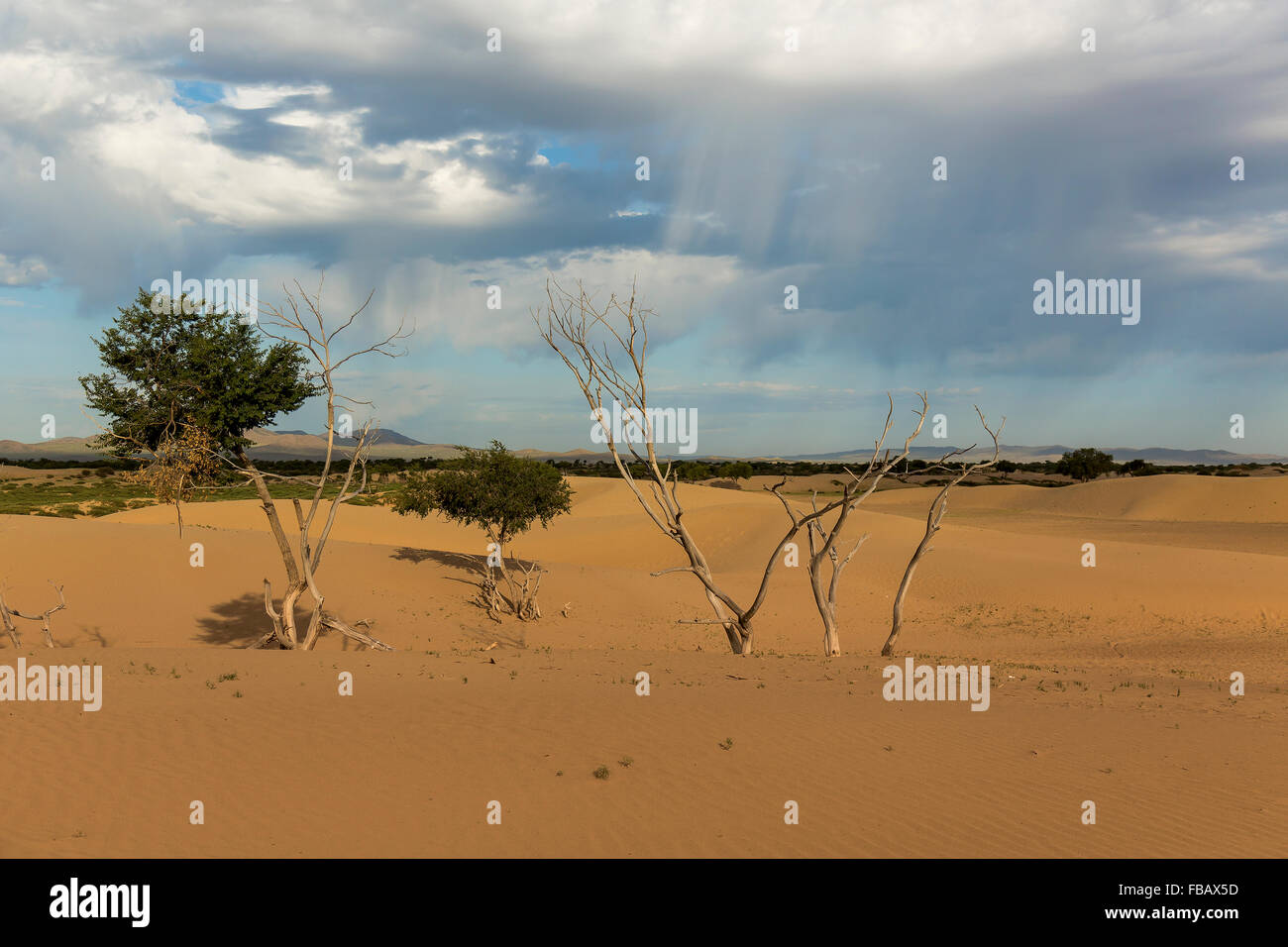Trees in the sand dunes of the Gobi Desert Stock Photo - Alamy