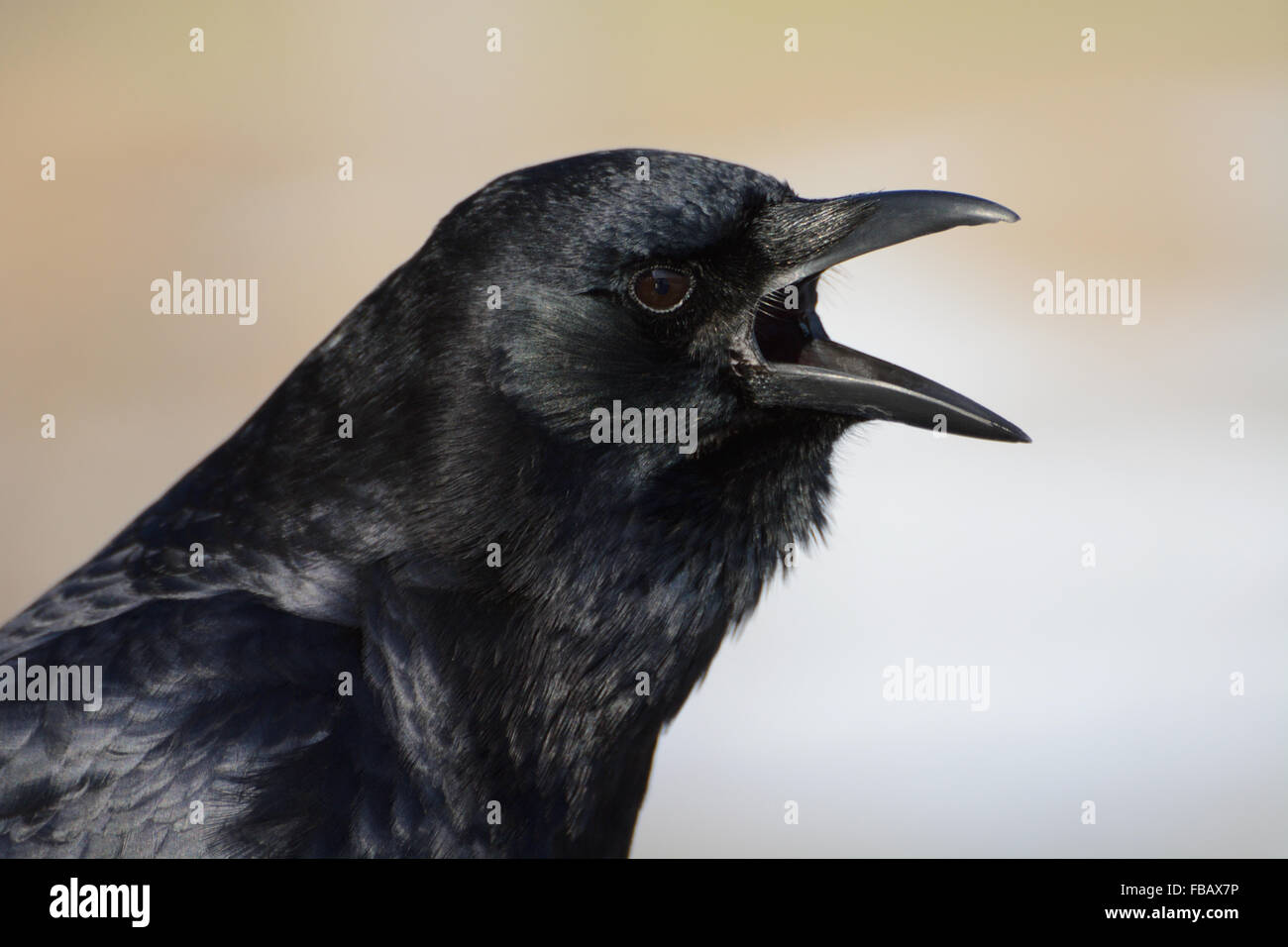 Close up portrait of American crow ( Corvus brachyrhynchos) cawing ...