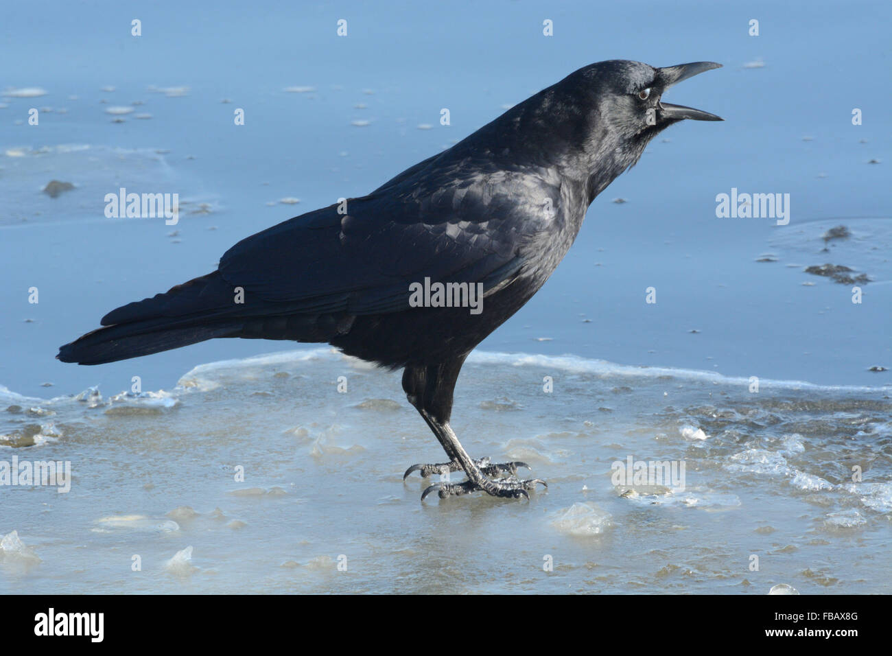 American crow cawing with half closed eyelid while standing on ice of ...